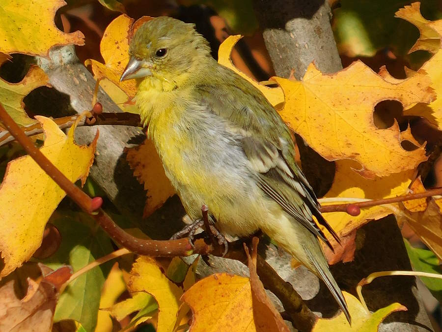 Oregon Birds: Pictures and ID Help - Green Nature