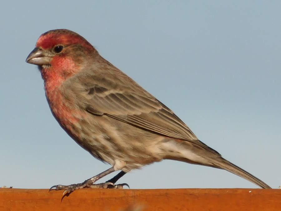 Oregon Birds: Pictures and ID Help - Green Nature