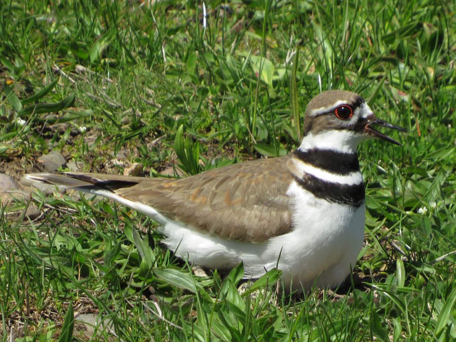 Oregon Birds: Pictures and ID Help - Green Nature