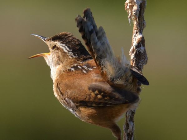 Wrens: Pictures and Identification Tips - Green Nature