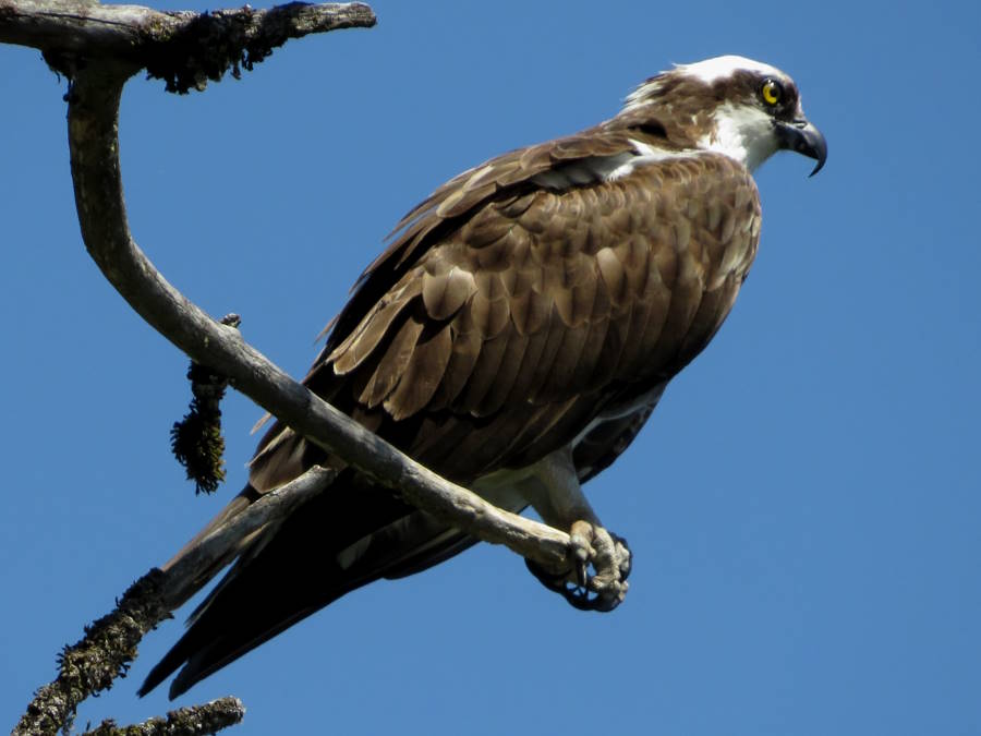 Oregon Birds: Pictures and ID Help - Green Nature