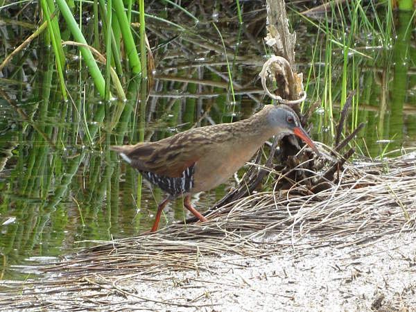 Oregon Birds: Pictures and ID Help - Green Nature