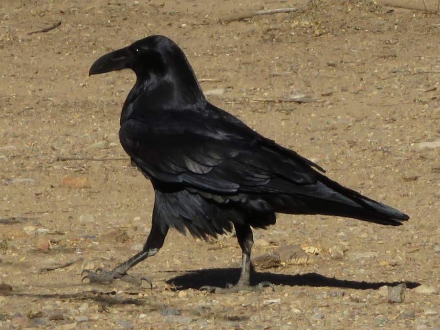 Arizona Birds: Pictures And Bird Identification Tips