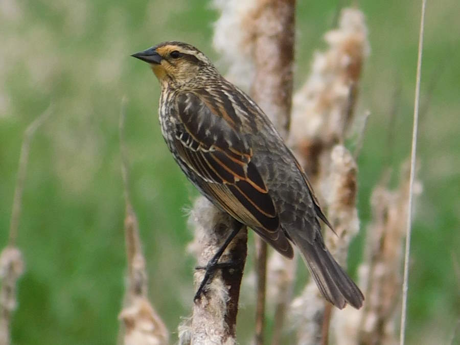 Oregon Birds: Pictures and ID Help - Green Nature