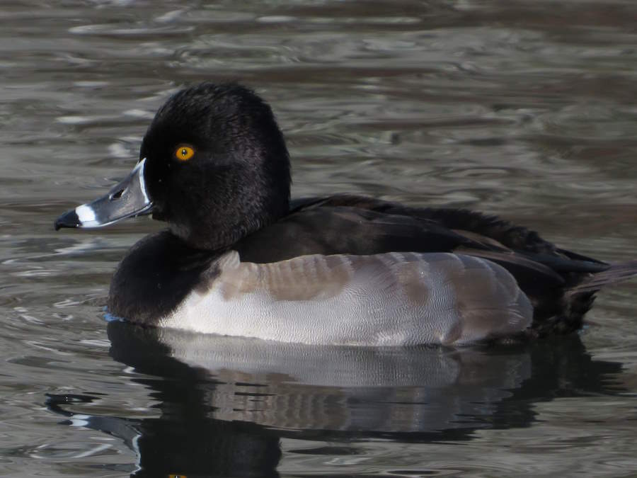 Oregon Birds: Pictures and ID Help - Green Nature