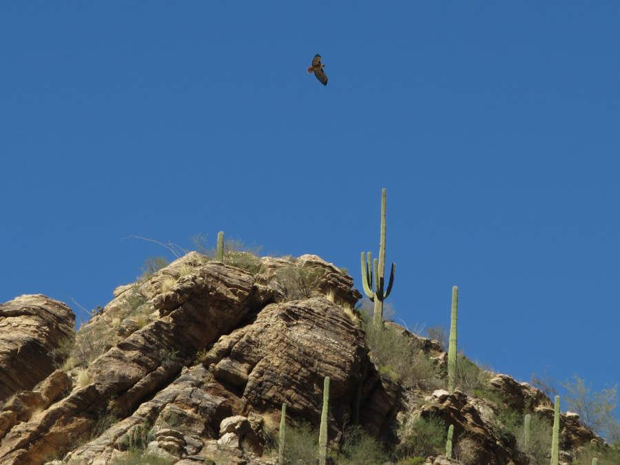 Arizona Birds: Pictures And Bird Identification Tips