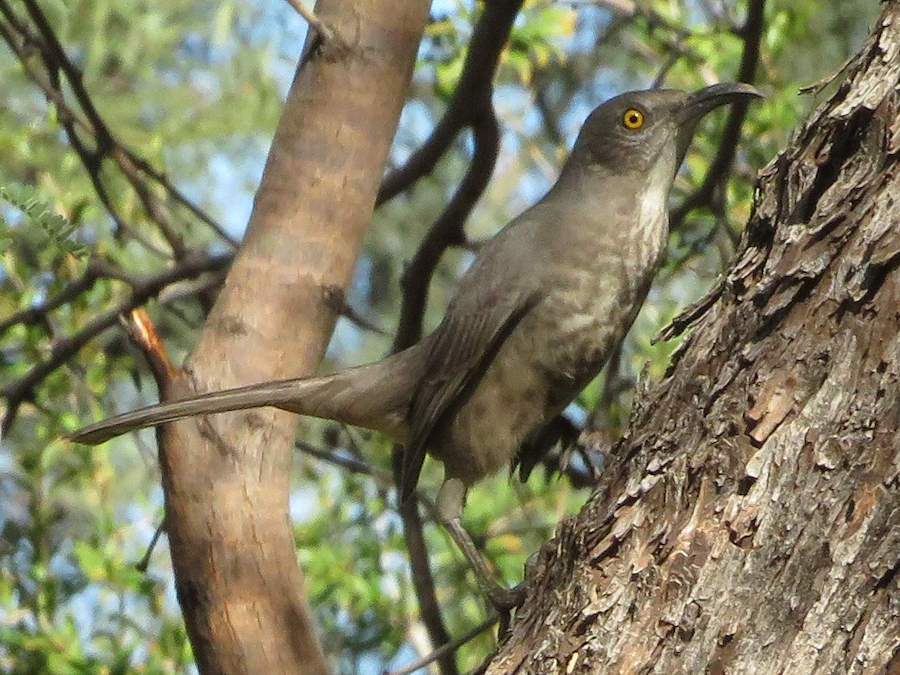 Arizona Birds: Pictures And Bird Identification Tips