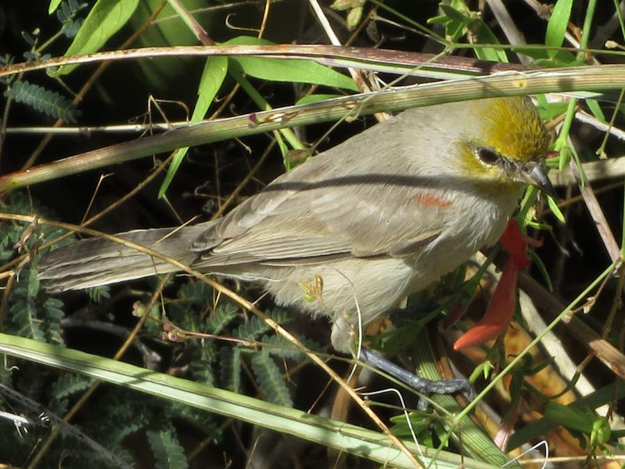 Arizona Birds: Pictures And Bird Identification Tips