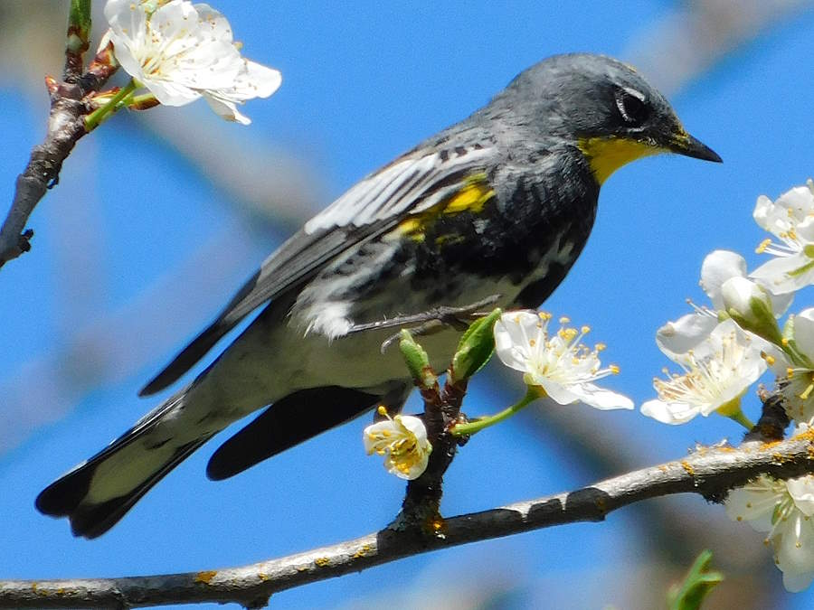 Oregon Birds: Pictures and ID Help - Green Nature