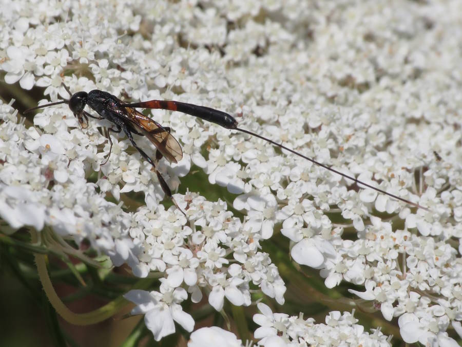 Washington Wasps - Green Nature