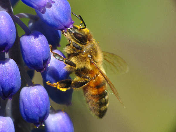 Types of Insects an Insect Identification Guide - Green Nature