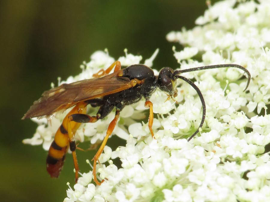 Washington Wasps - Green Nature
