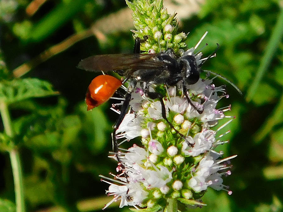 Nevada Wasps - Green Nature