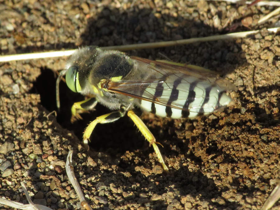 Washington Wasps - Green Nature