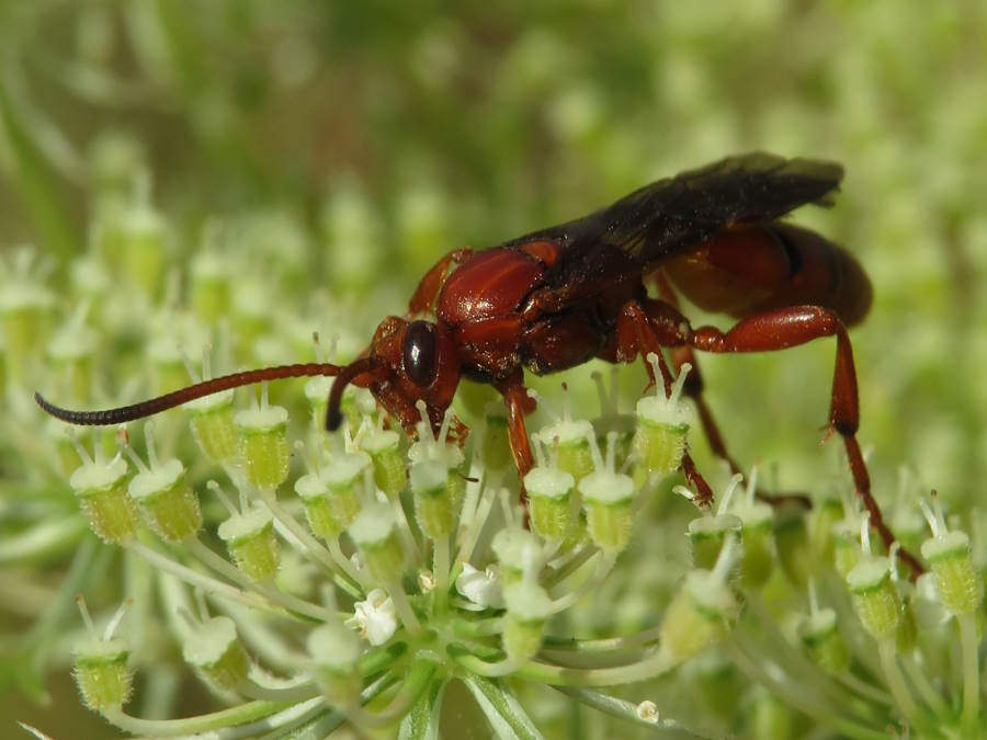 Washington Wasps - Green Nature