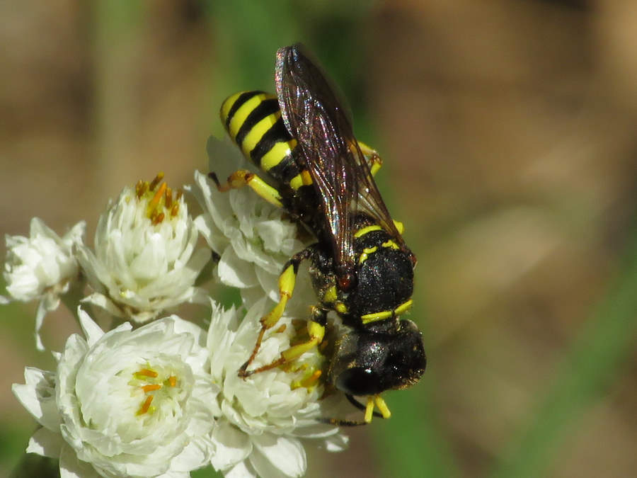 Idaho Wasps and Bees - Green Nature